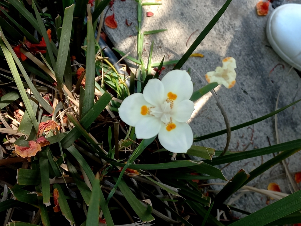 Small Fortnight Lily from 62765 Mor., México on May 02, 2022 at 02:50 ...