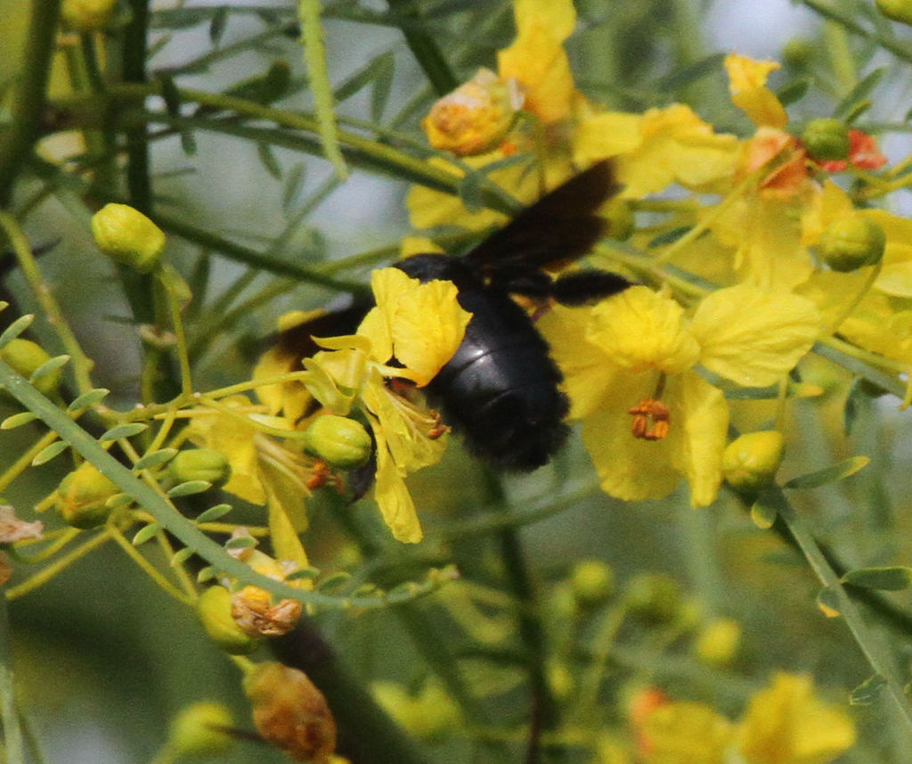 Large Carpenter Bees from E Sheepshead St, South Padre Island, TX 78597 ...