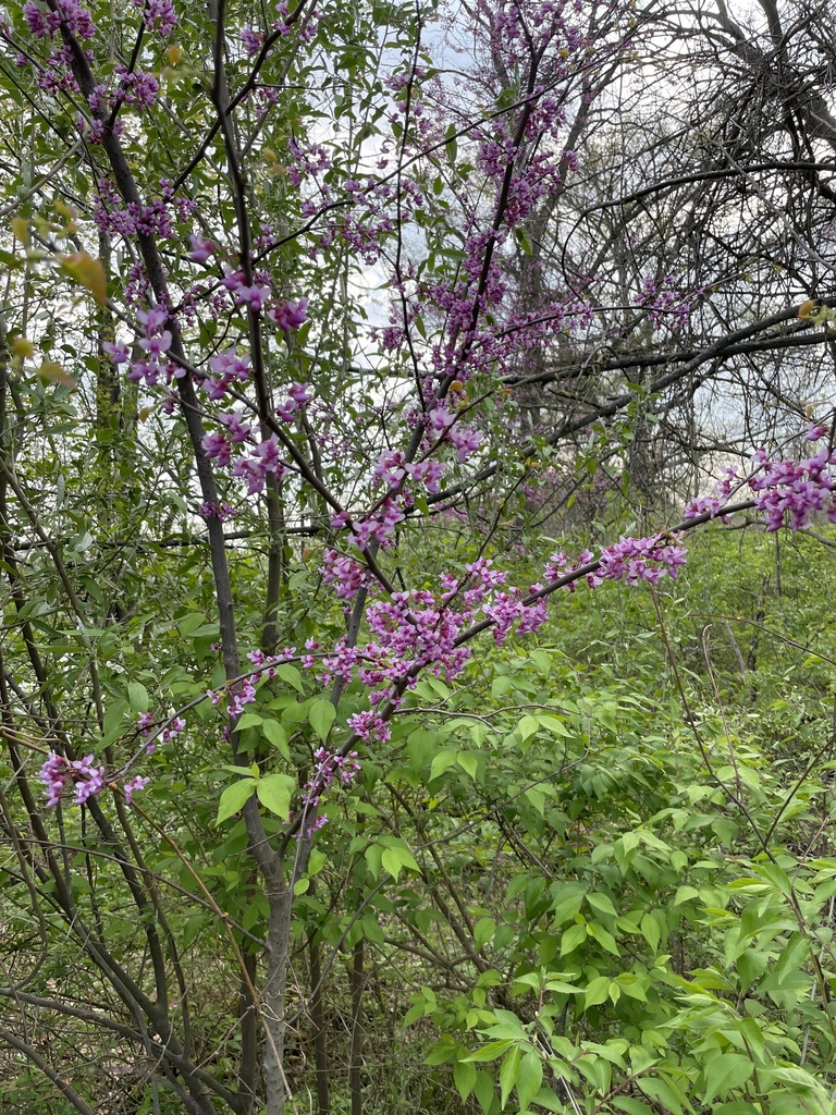 eastern redbud from N Chapman Rd, Doylestown, PA, US on May 02, 2022 at ...