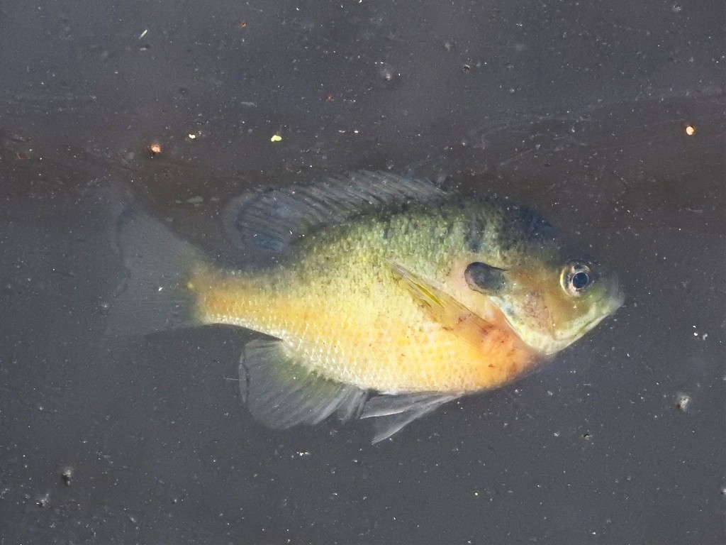 Bluegill from Pulaski County, IL, USA on April 29, 2022 at 05:16 PM by ...