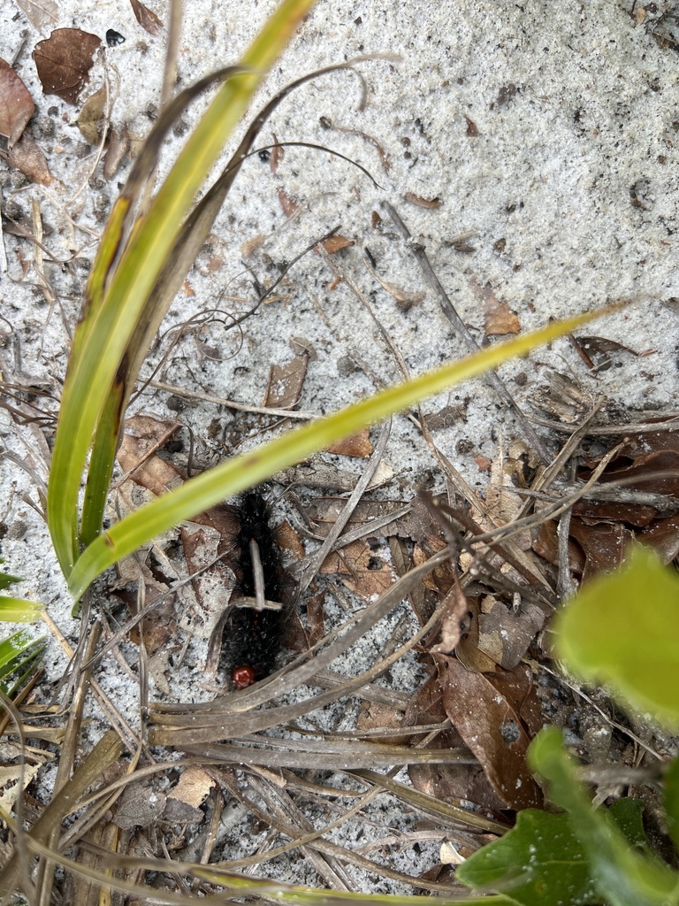 Apantesis placentia from Orange County, US-FL, US on April 20, 2022 at ...