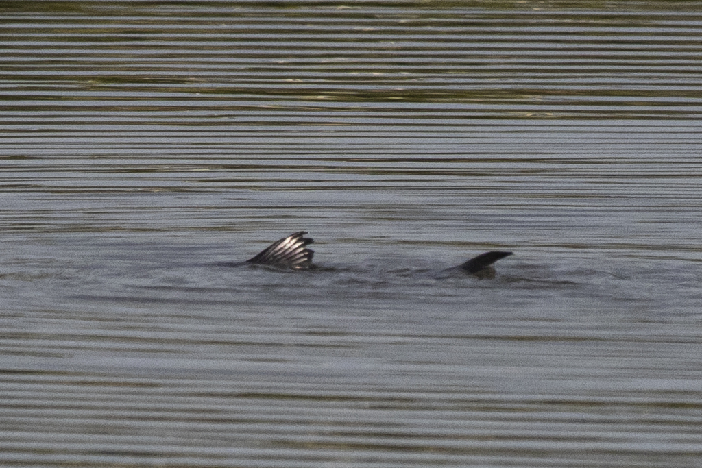 Southern Ray's Bream from Otago, New Zealand on April 30, 2022 at 10:23 ...