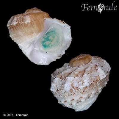 Modulus tectum · iNaturalist