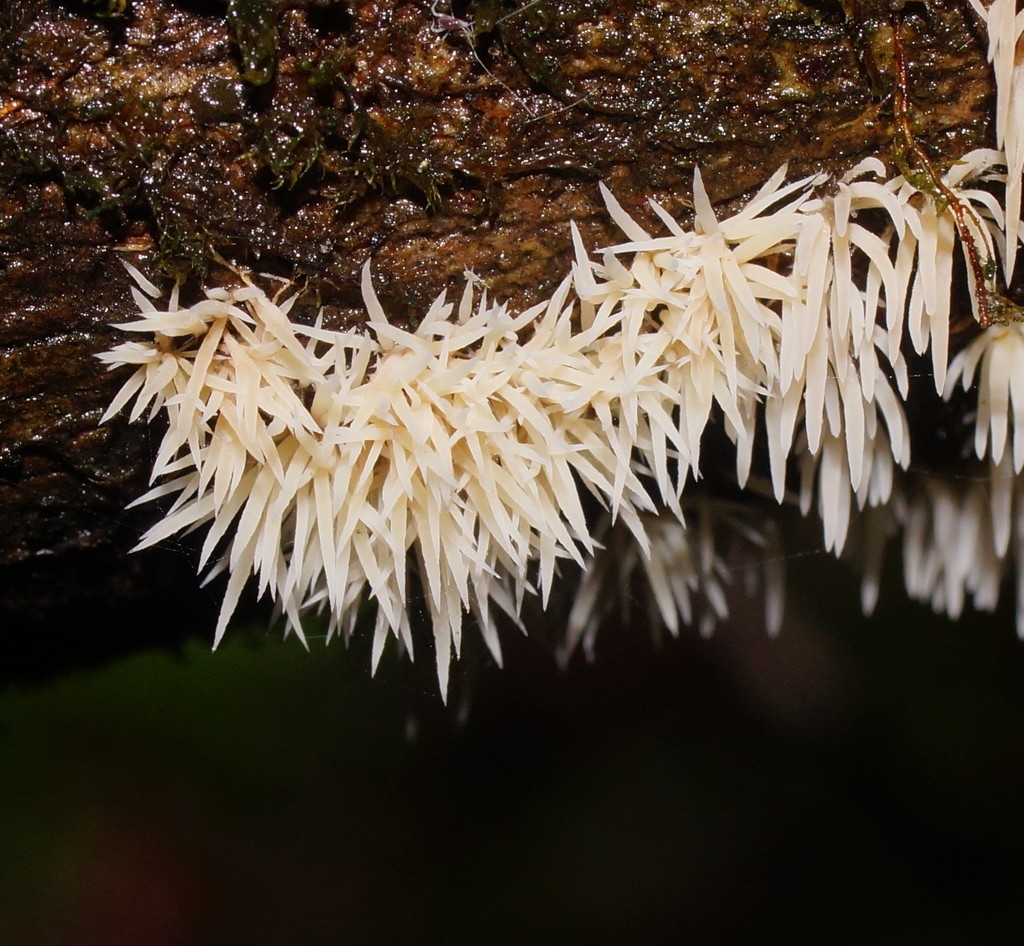 Pterulicium fasciculare from Lorne VIC 3232, Australia on May 31, 2018 ...