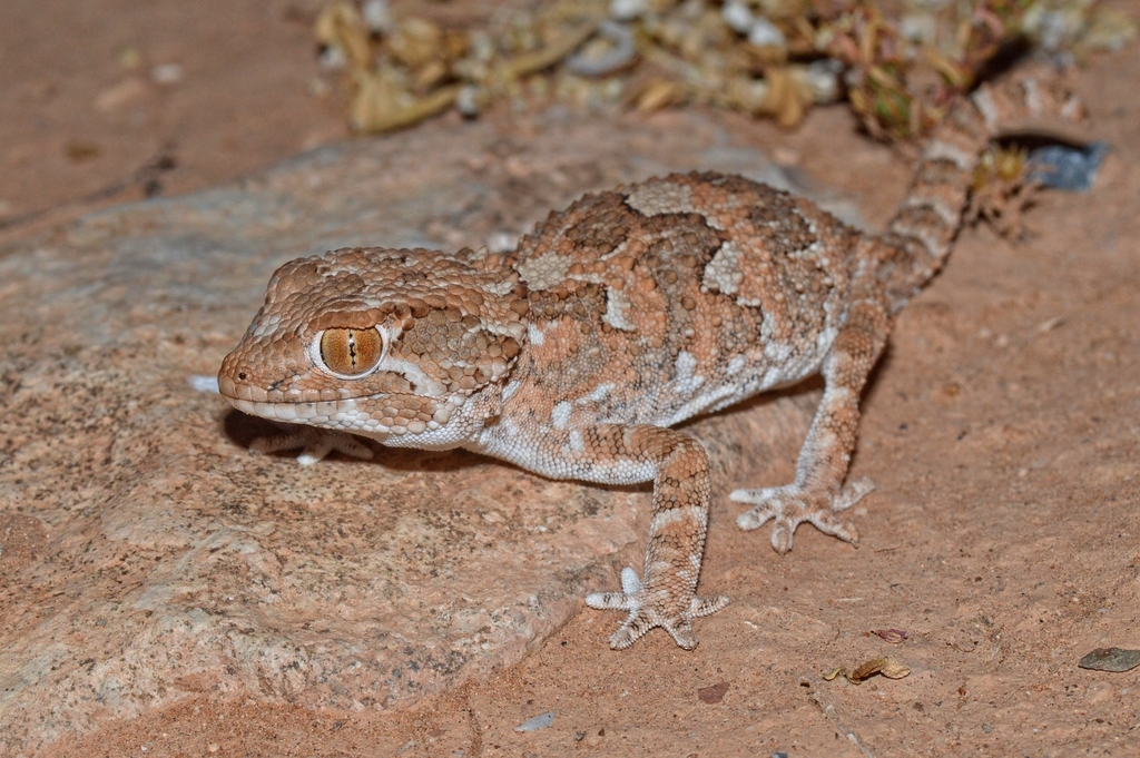 Helmethead Gecko (Reptiles and Amphibians of Morocco) · iNaturalist