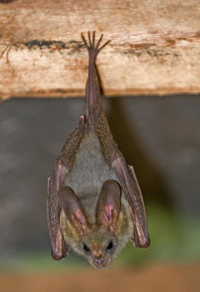 Heart-nosed bat (Mammals of Kenya) · iNaturalist