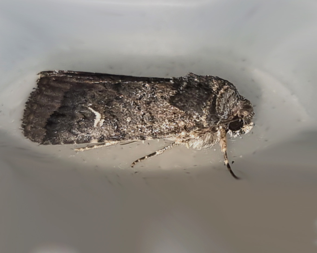 Proteuxoa from Little Desert VIC 3418, Australia on May 01, 2022 at 08: ...