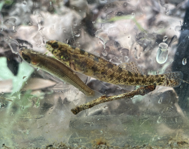 Swamp Darter from Fosters, Fosters, AL, US on January 25, 2022 at 05:15 ...
