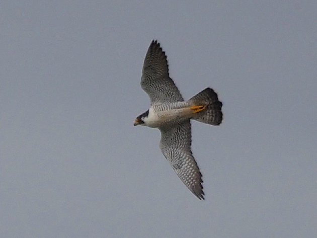 Peregrine Falcon from Boulder County, CO, USA on May 02, 2022 at 01:40 ...