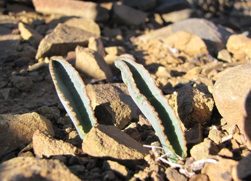 Albuca dilucula · iNaturalist
