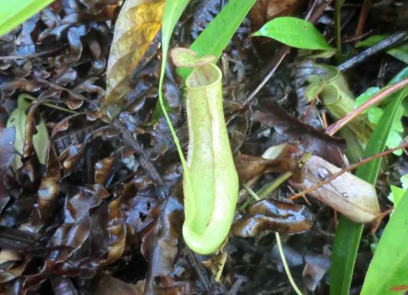 Slender Pitcher-Plant from Tasek Merimbun, Rambai, Brunei on February ...