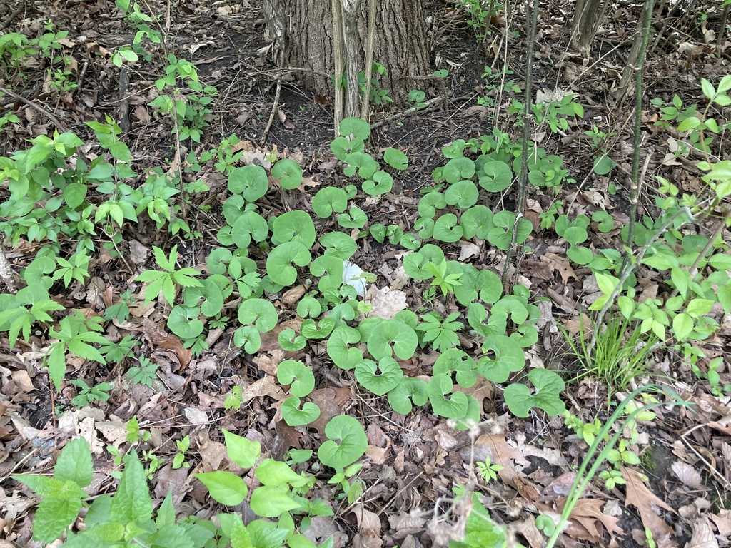 Canadian wild ginger from I-635 S, Overland Park, KS, US on May 2, 2022 ...