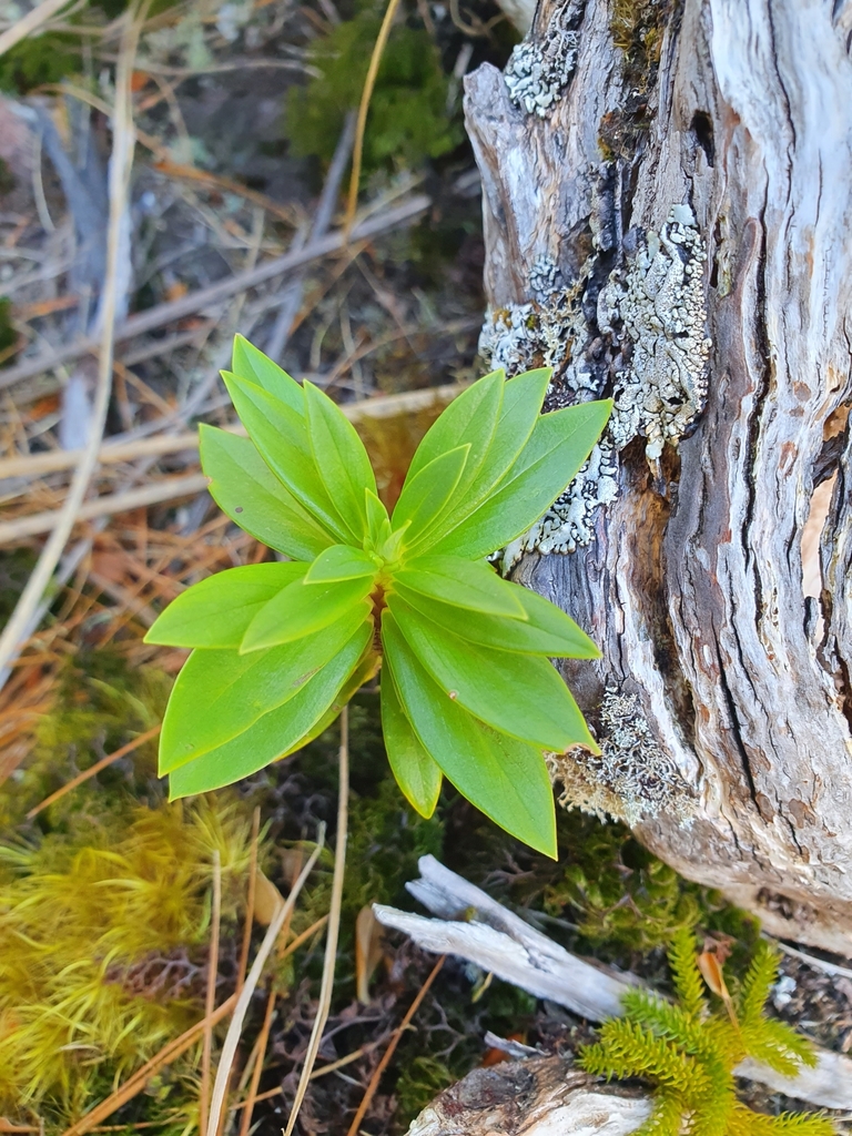 Pimelea gnidia from Masterton 5888, New Zealand on April 30, 2022 at 02 ...
