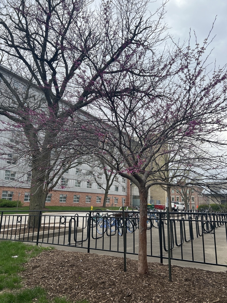 eastern redbud from The University of Iowa, Iowa City, IA, US on May 02 ...