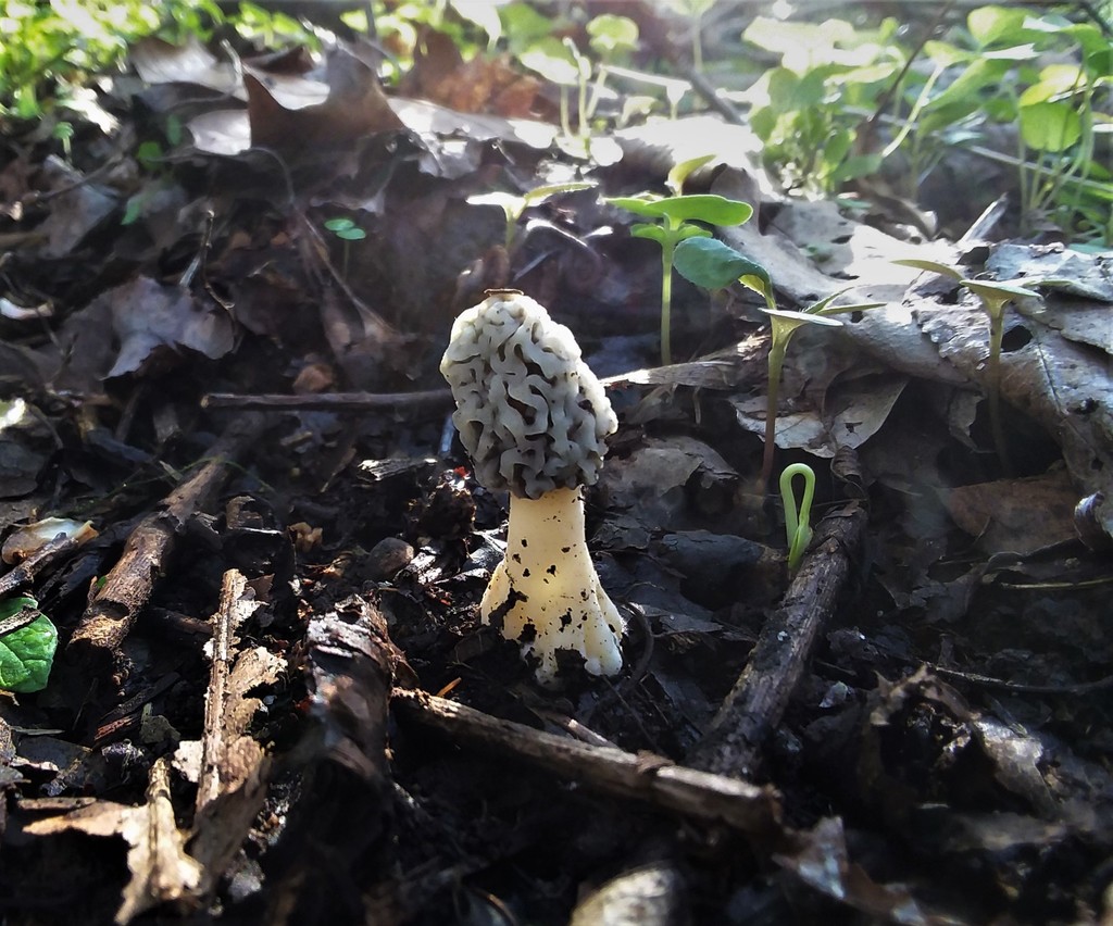 white morel from Allegheny County, PA, USA on May 02, 2022 at 04:51 PM ...