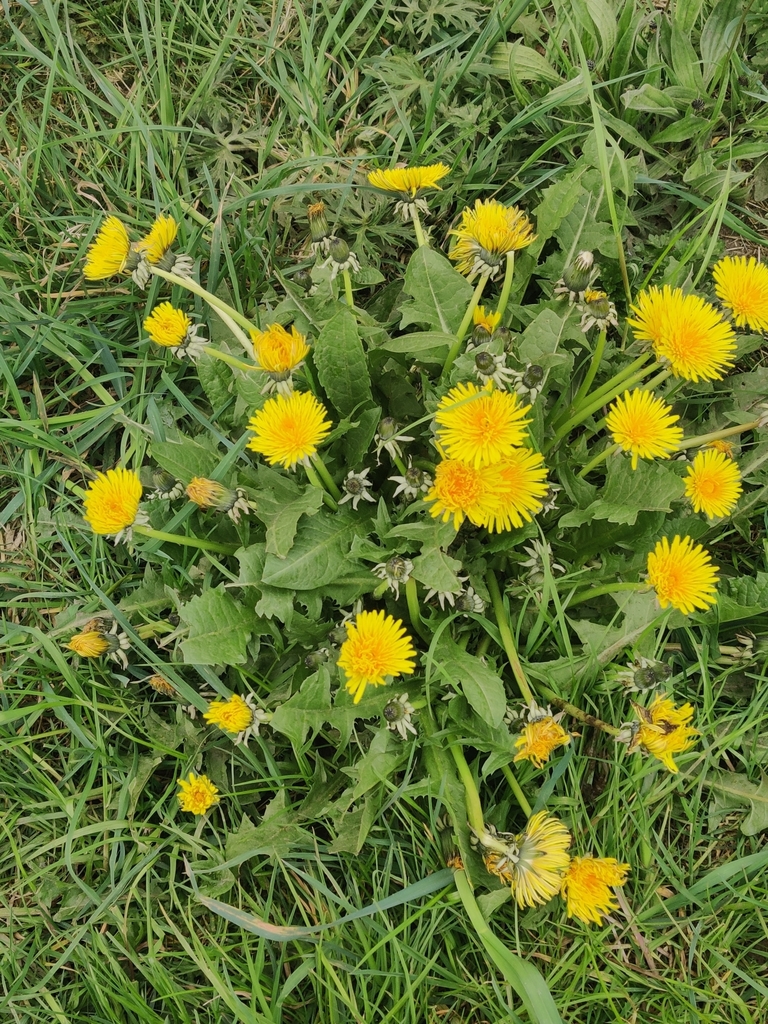 common dandelion from Manchester, England, GB on April 30, 2022 at 05: ...