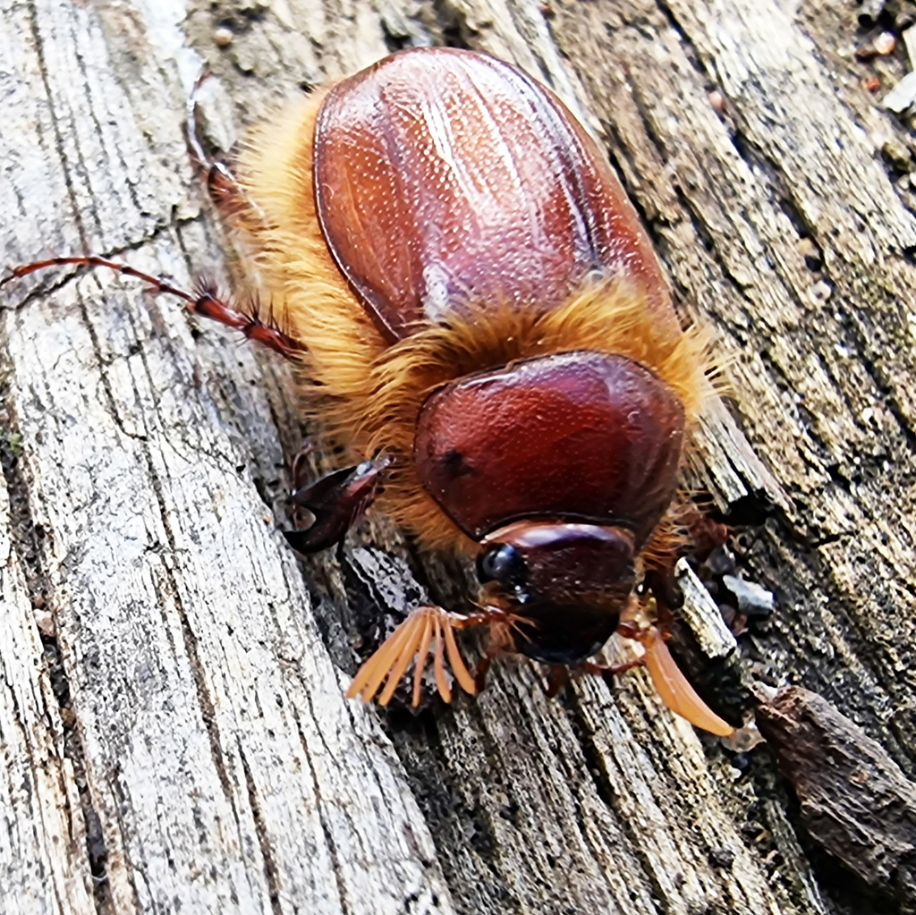 Scarabs from Little Desert VIC 3418, Australia on May 1, 2022 at 11:17 ...