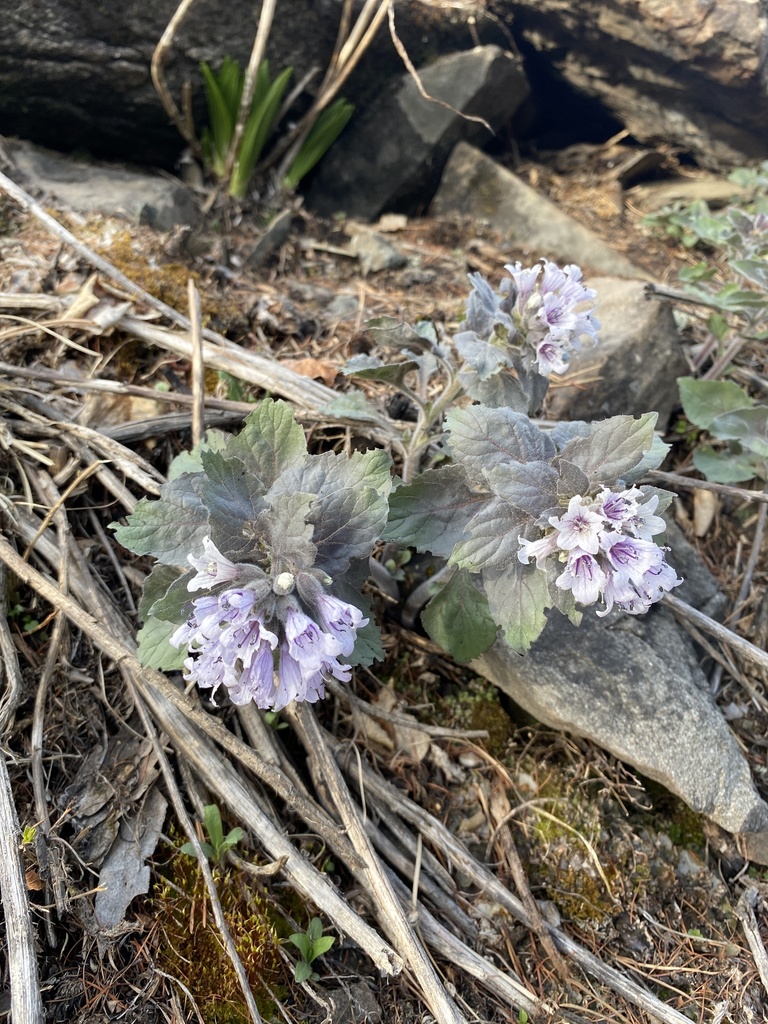 Physochlaina physaloides from Irkutskiy rayon, RU-IK, RU on May 2, 2022 ...