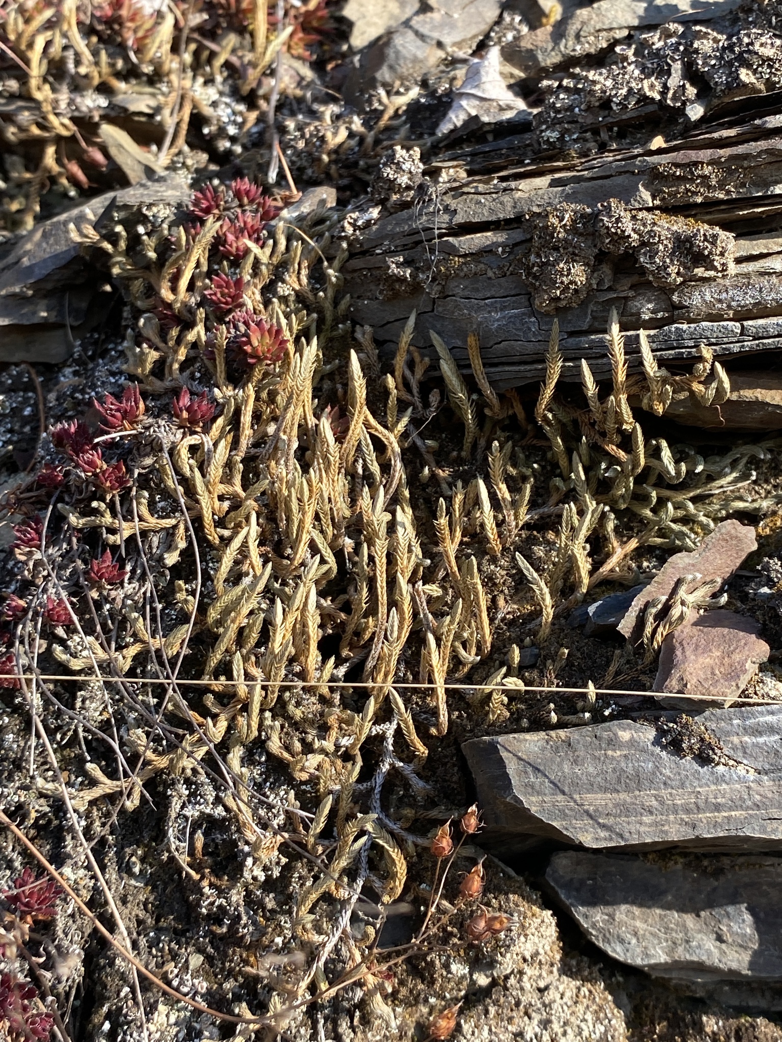 Dryopteris fragrans (L.) Schott