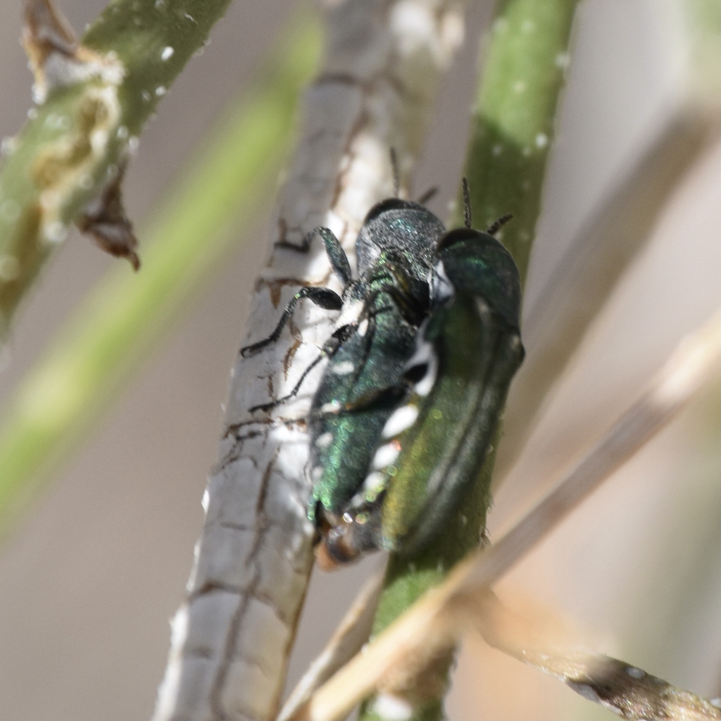 Agrilus inhabilis from Riverside County, CA, USA on May 2, 2022 at 12: ...