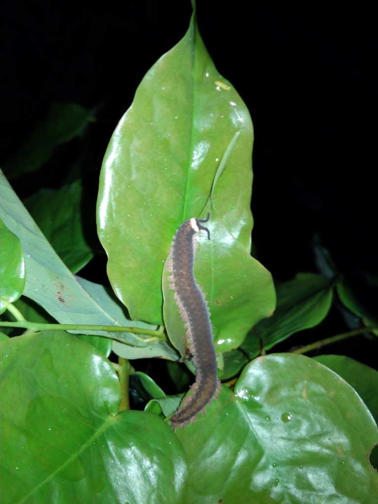 equatorial velvet worms from Unnamed Road, Ecuador on June 8, 2018 at ...