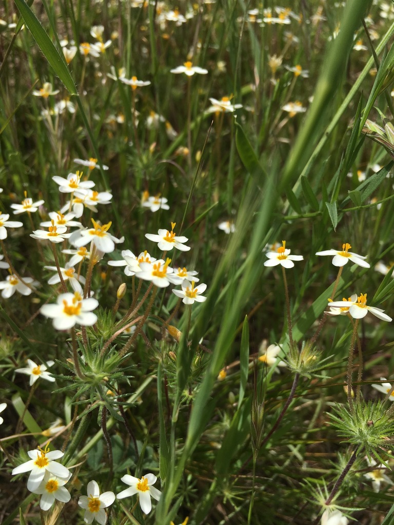 variable linanthus from Contra Costa County, CA, USA on May 2, 2022 at ...