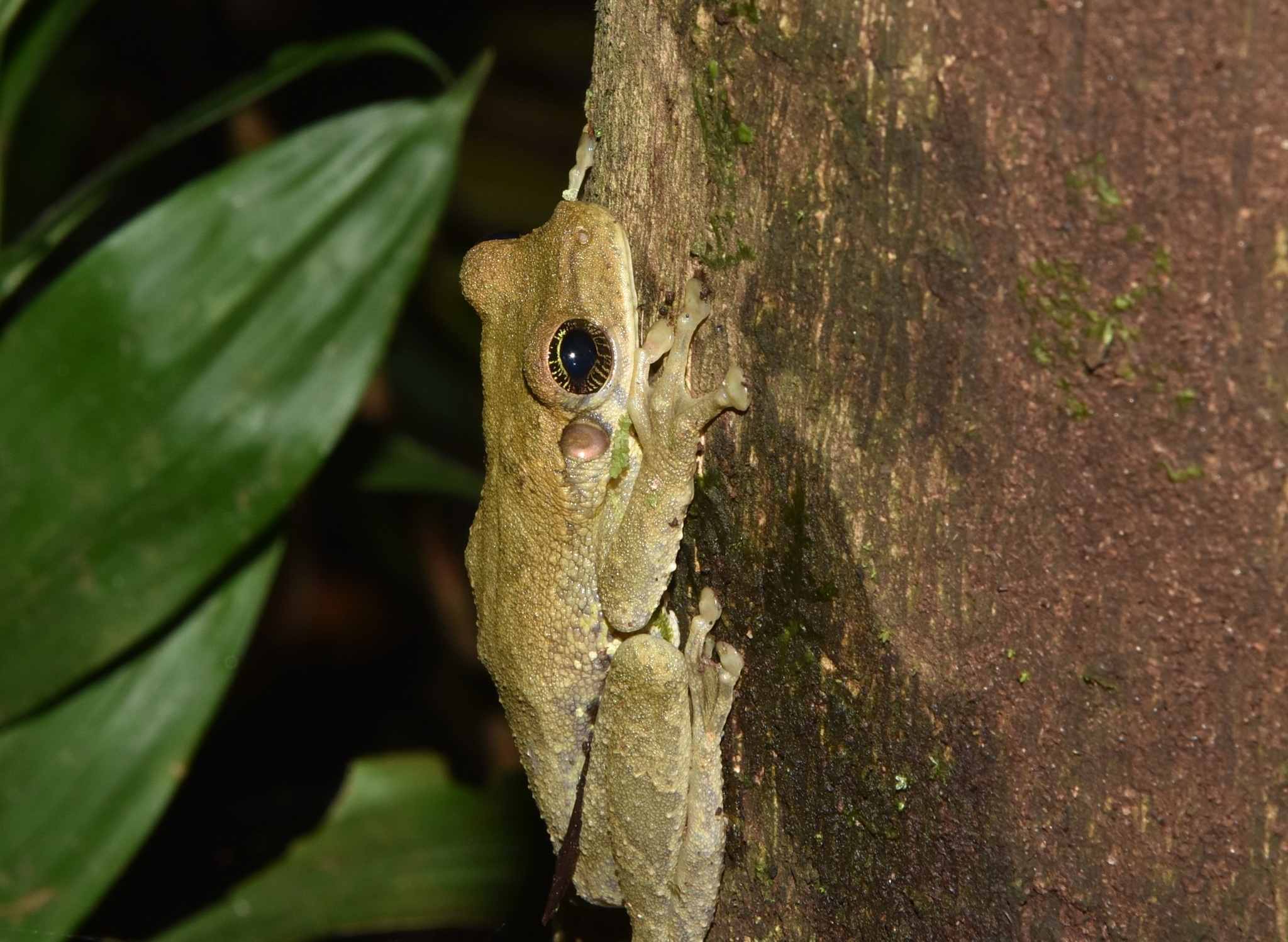 Osteocephalus taurinus Steindachner, 1862