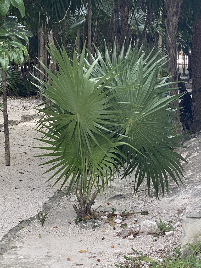 Florida Thatch Palm from Avenida José Ángel Conchello, Monterrey, NL ...
