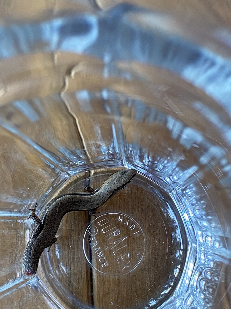 Little Brown Skink in April 2022 by CJ Russell · iNaturalist