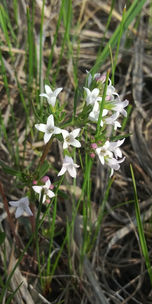 long-leaved bluets in April 2022 by Jim Oehmke. Growing in glade ...