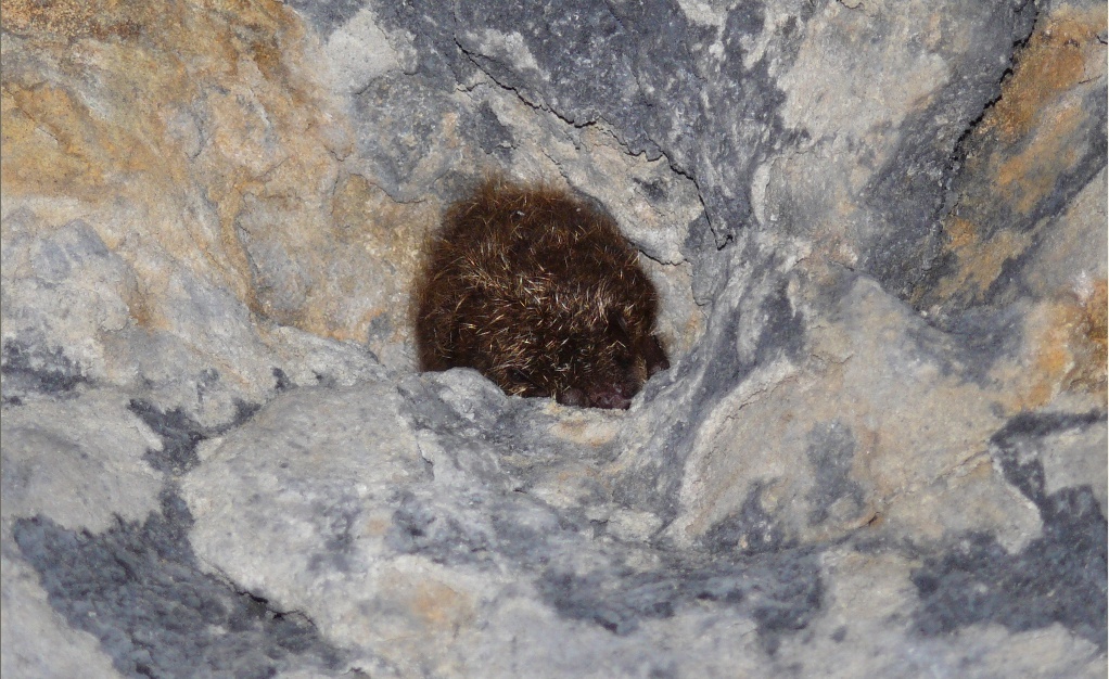 Harpiola isodon Kuo, Fang, Csorba & Lee, 2006