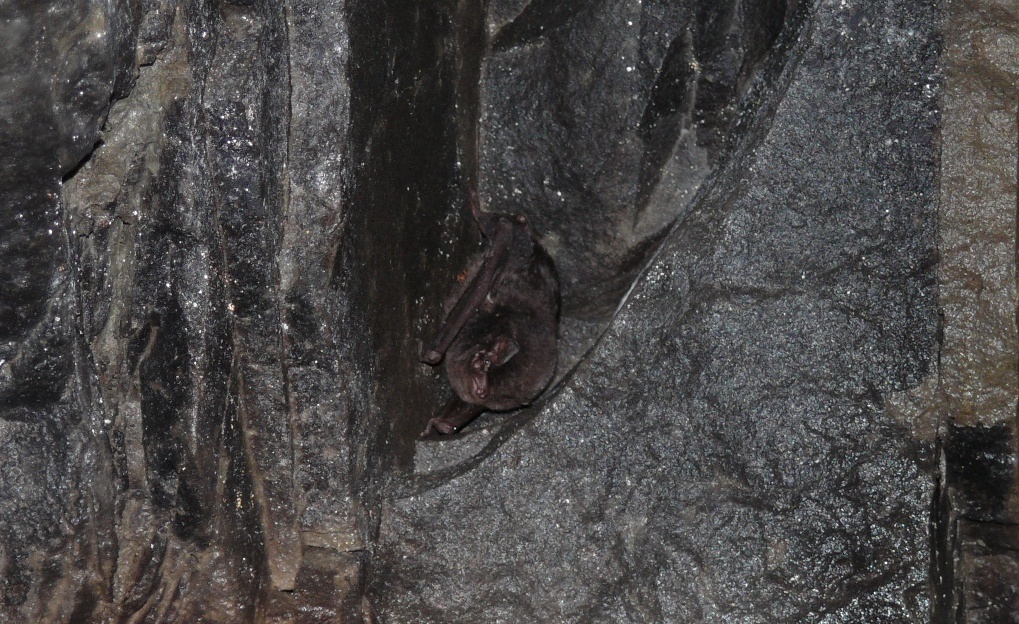 Eastern Bent-winged Bat from 台灣嘉義縣阿里山鄉 on January 26, 2009 at 09:15 PM ...