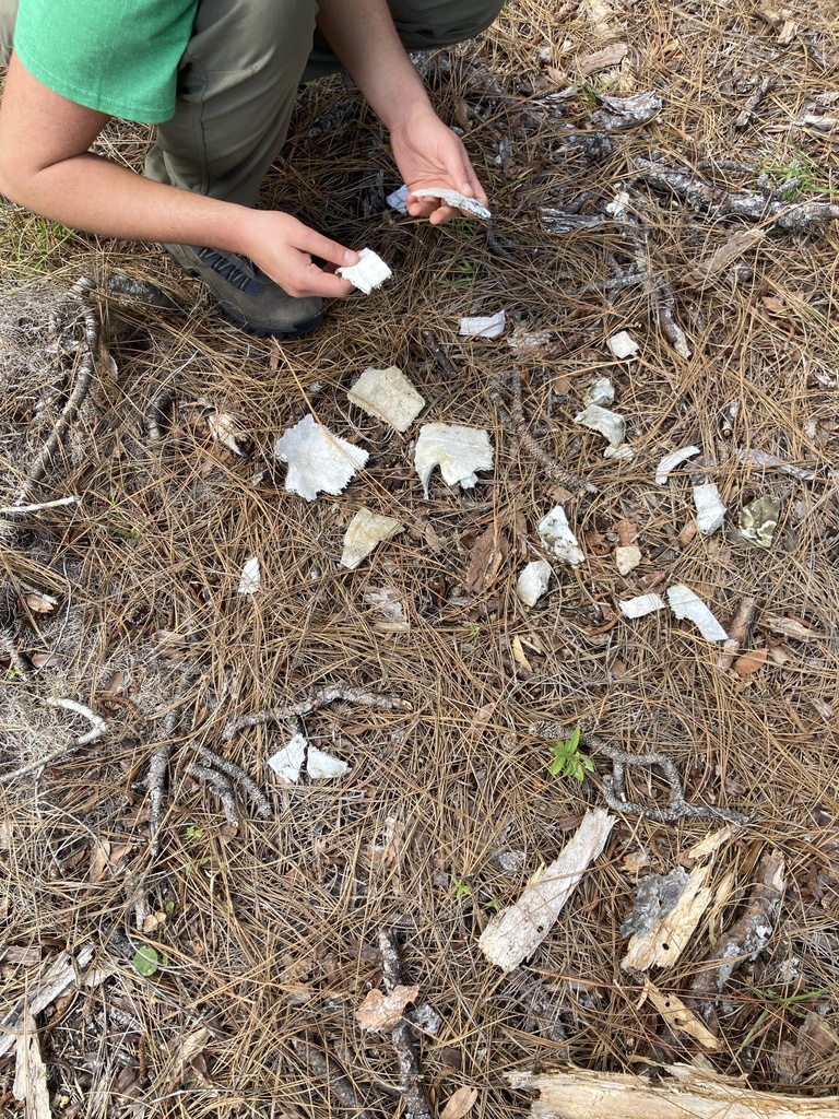 Gopher Tortoise in May 2022 by peterjudebardo. Gopher tortoise shell ...