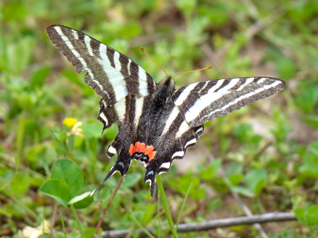 Zebra Swallowtail from Village Creek State Park, Cross County, AR, USA ...