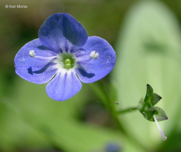 American brooklime (Plants of Lory State Park) · iNaturalist