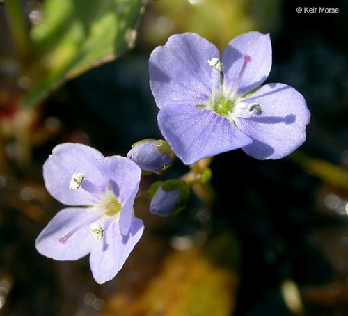 American brooklime (Plants of Cherry Creek State Park) · iNaturalist