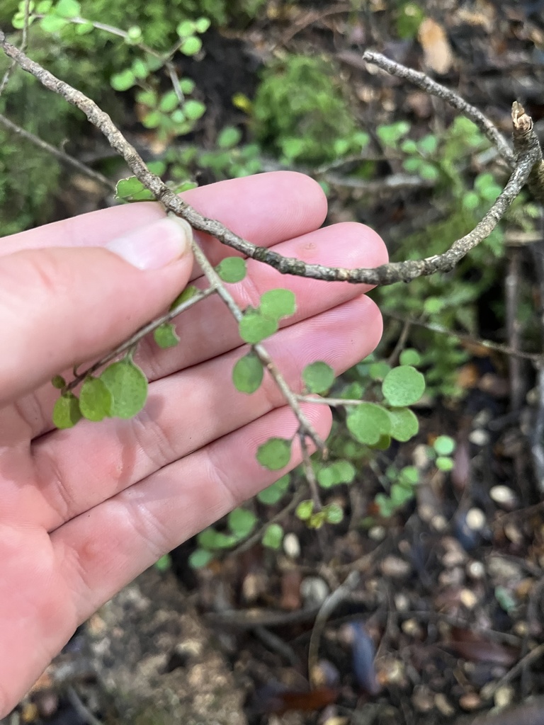 Weeping Mapou from Selwyn, Springfield, Canterbury, NZ on April 09 ...