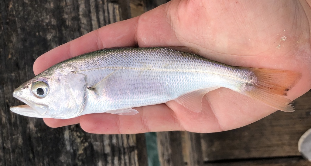 Queenfish (Seriphus politus) - Marine Life Identification