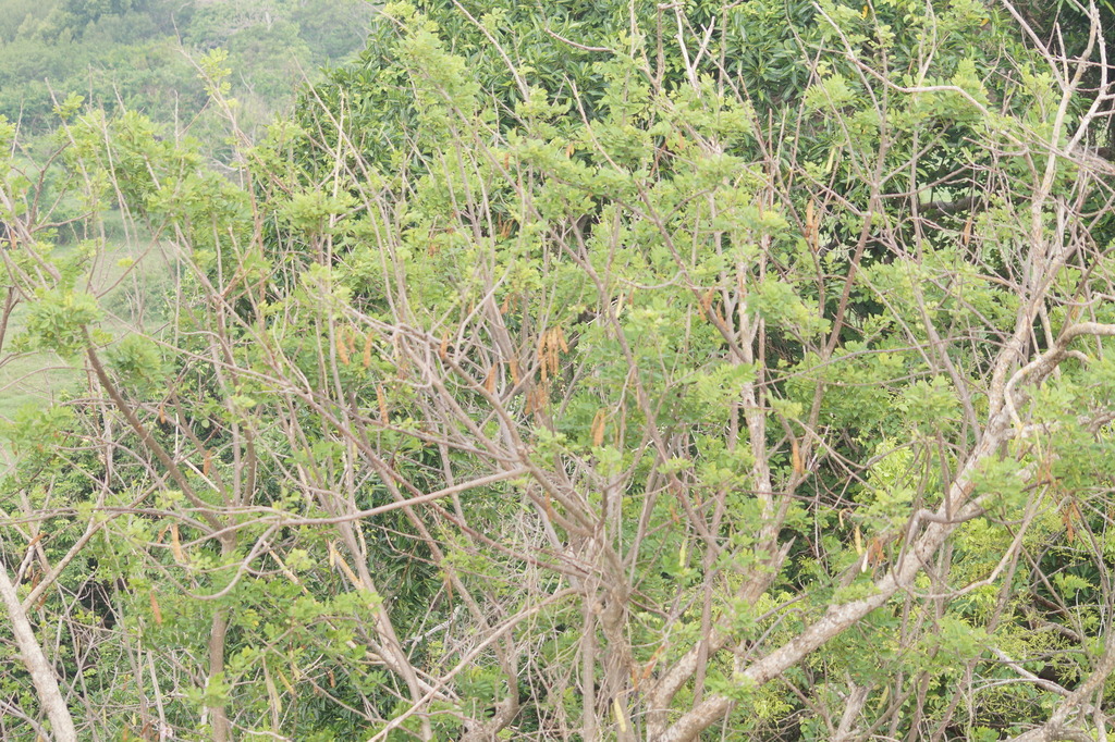 Fence Post Tree from Mandinga on May 02, 2022 at 09:56 AM by Jordi Toto ...