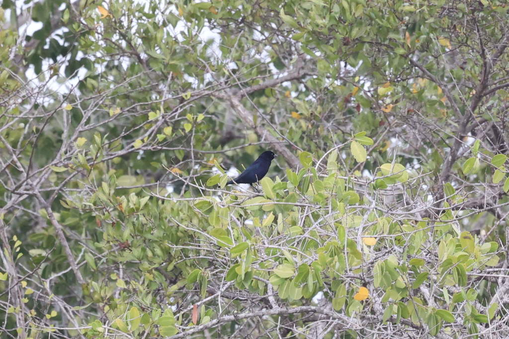 Molothrus bonariensis minimus from Port-Louis, Guadeloupe on April 30 ...