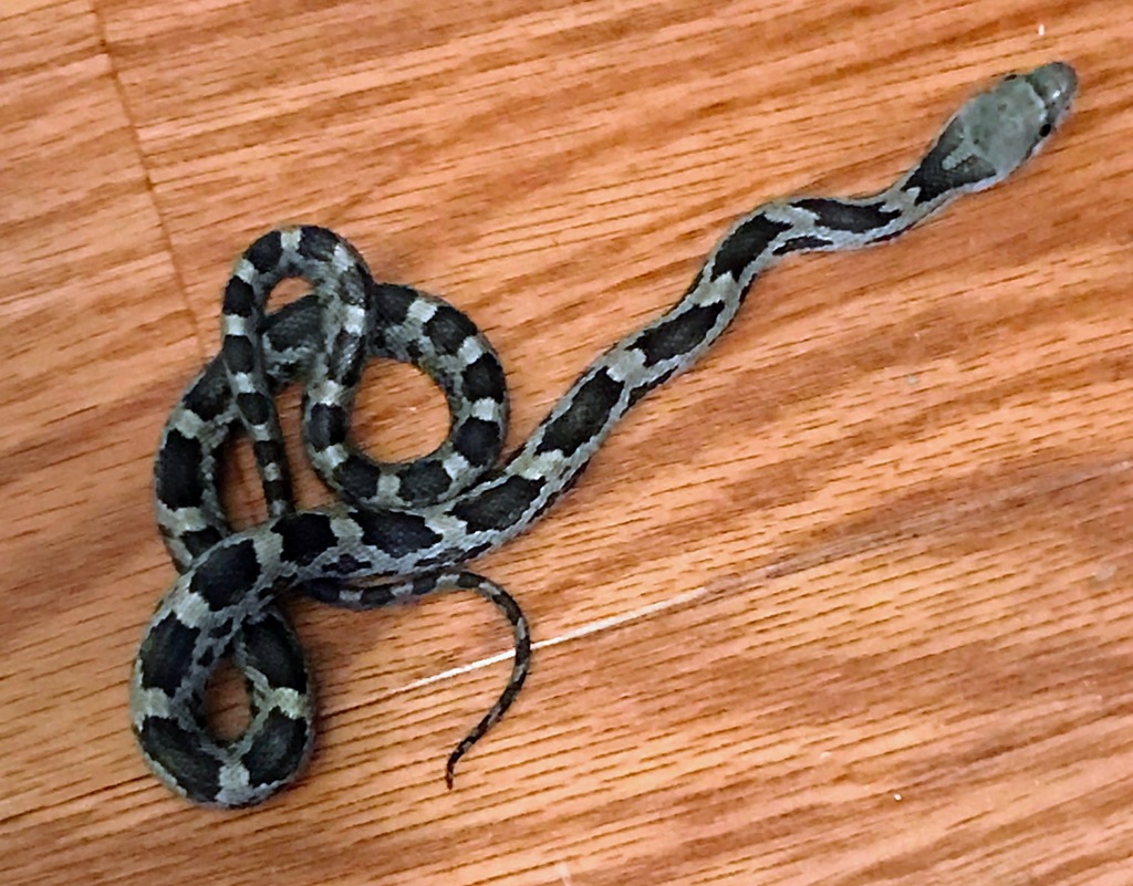 Eastern Ratsnake from Greenbelt, MD, USA on May 02, 2022 at 11:35 AM by ...