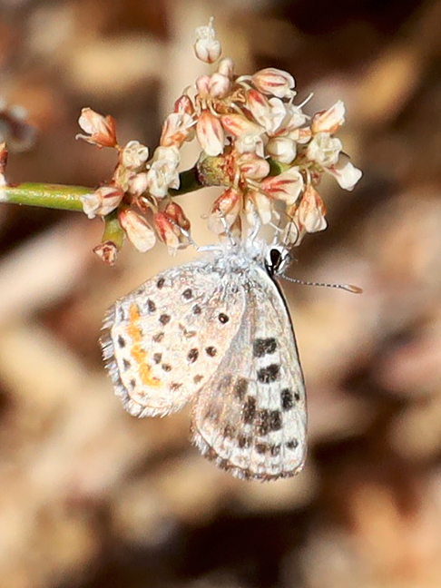 Euphilotes enoptes dammersi in October 2021 by Joe Zarki · iNaturalist