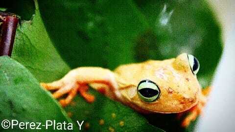Banana Tree Dwelling Frog from Vía Unillanos, Apiay, Villavicencio ...