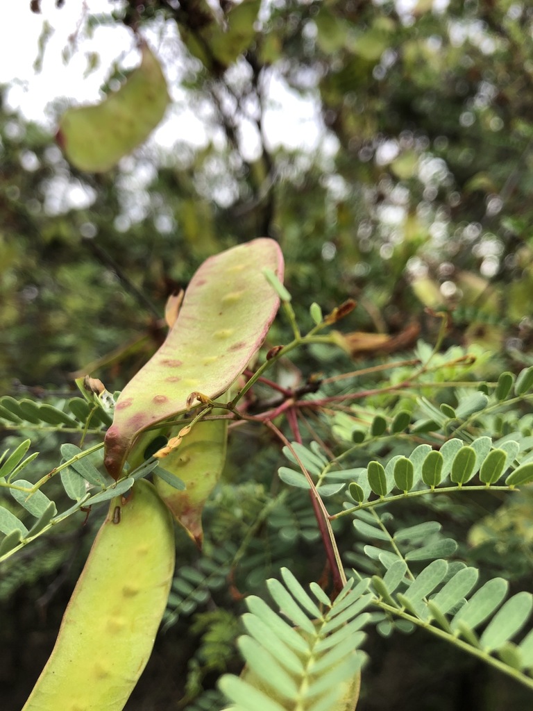 Roundflower Catclaw from Northwest Side, San Antonio, TX, USA on May 01 ...