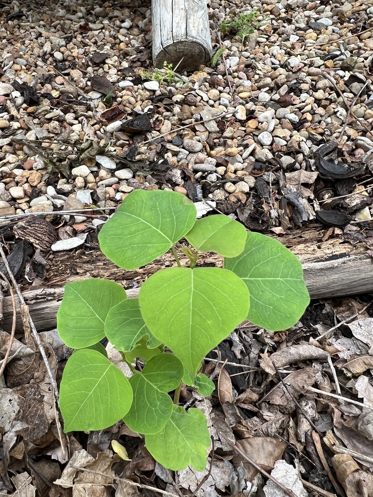 Chinese Tallow from Tanglewild Dr, Austin, TX, US on April 29, 2022 at ...