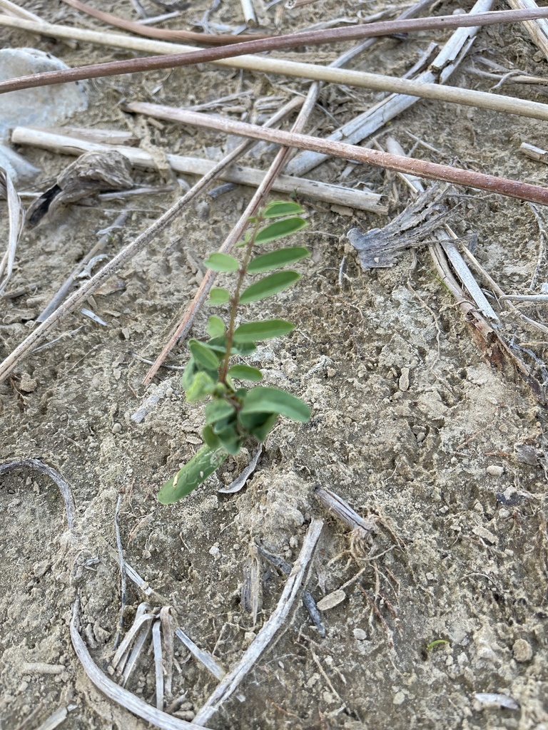 Large yellow vetch from Lake Arrowhead, Wichita Falls, TX, US on May 2 ...