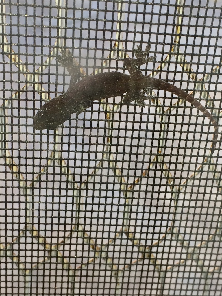 Indo-Pacific House Gecko from 3707 S Ocean Crst, Santa Ana, CA, US on ...