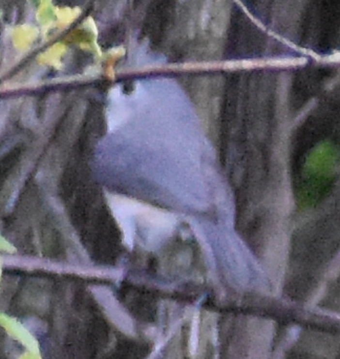 Tufted Titmouse from Font Hill, Ellicott City, MD 21042, USA on May 02 ...