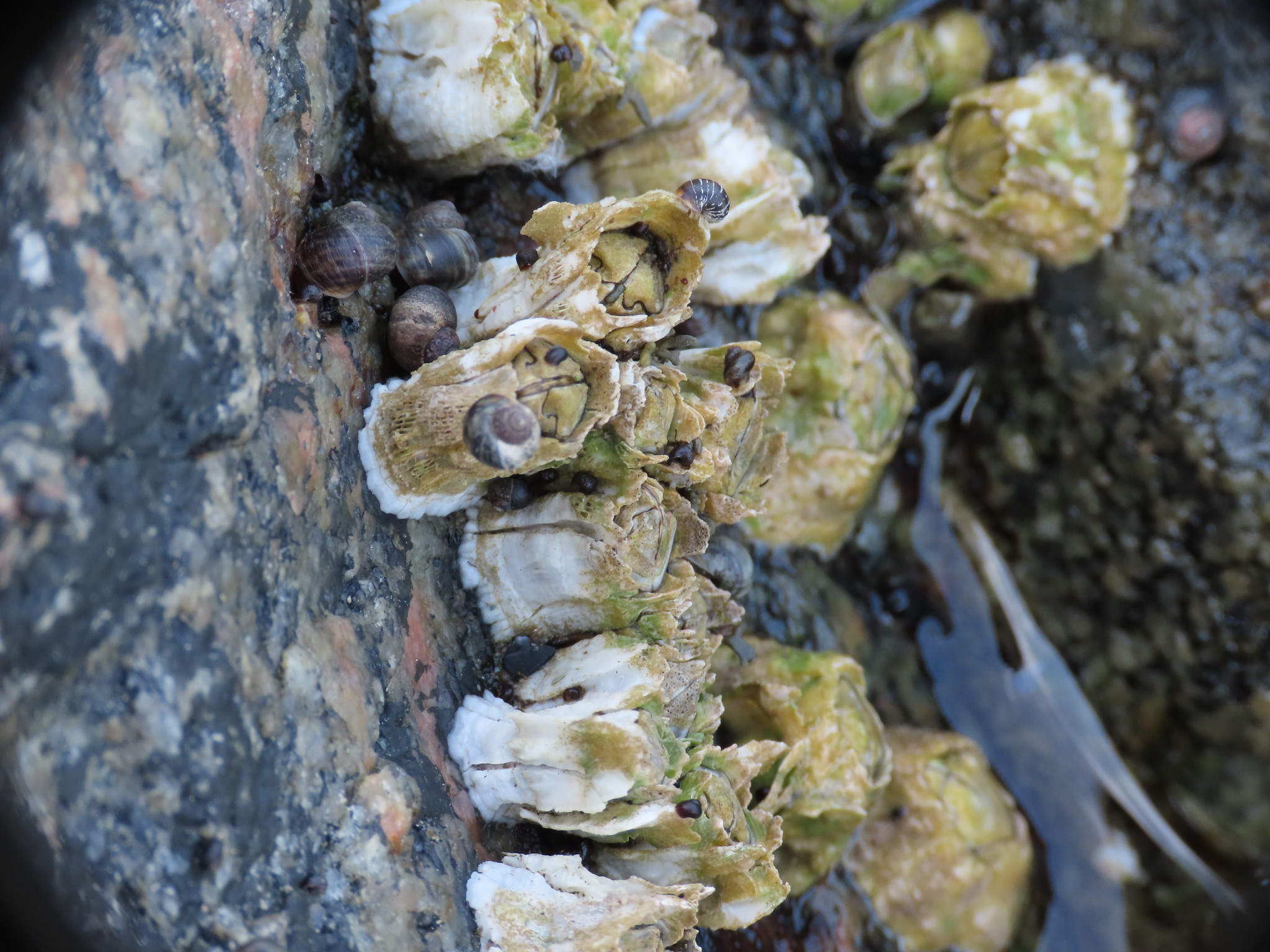 Balanus crenatus Bruguière, 1789