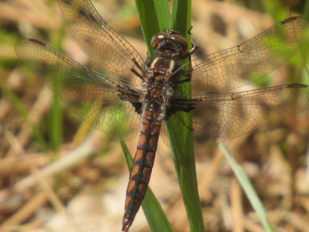 Blue Corporal from Caroline County, MD, USA on May 02, 2022 at 11:56 AM ...